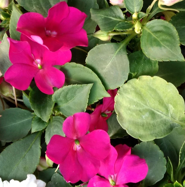 IMPATIENS GOUTTE De Sang Rose EUR 9,50 - PicClick FR