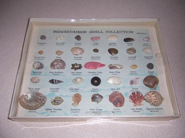 VINTAGE SEA SHELL Shells Mounted Collection w/Names in Box ...