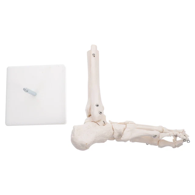 HUMAN SKELETON ANATOMY Teaching Module Skeleton 3d Anatomy Foot Bone ...