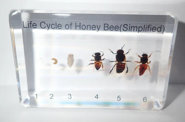 Queen Honey Bee Life Cycle