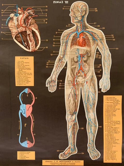 VINTAGE HUMAN BODY Map, Circulatory System Pull Down chart, Anatomy ...