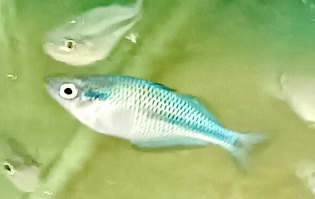 BLUE TURQUOISE RAINBOW Fish Melanotaenia Lacustris 2-3cm X 5 £18.00 ...