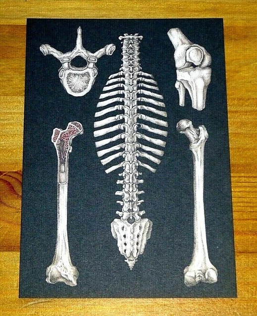 ANATOMICUM POSTCARD - Single Vertebrae, Knee Joint, Femur, Vertebral ...