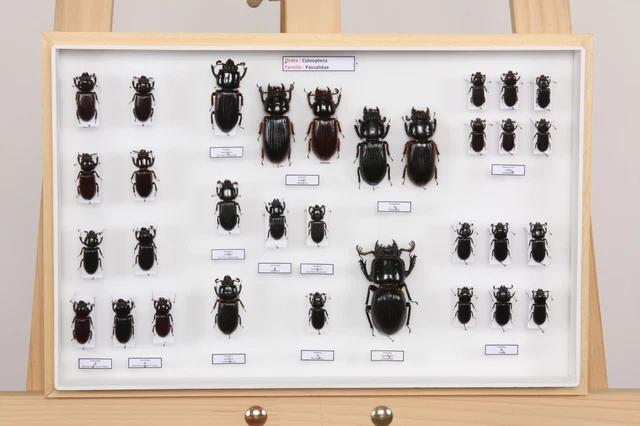 ENTOMOLOGIE COLLECTION MUSÉUM des insectes du monde Lot N° 37 ...