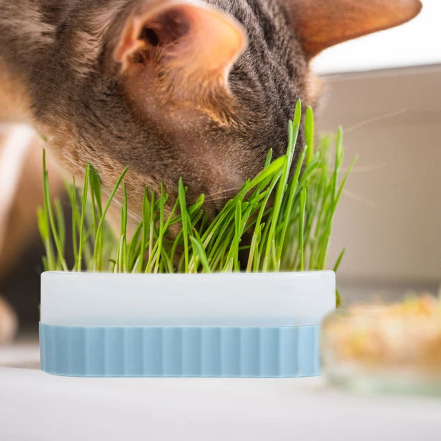 PIANTATRICE DI ERBA gatta plastica piante d'appartamento vive indoor ...