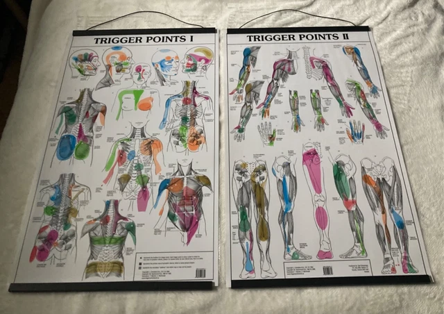 LAMINATED 21”X34” TRIGGER Point Charts by Dr. Joseph Smolders (1984 ...