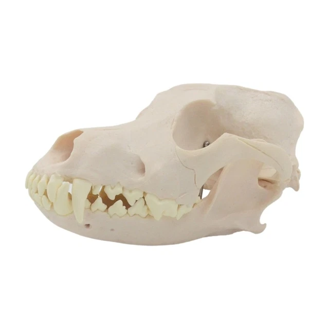 DOG SKULL MODEL Realistic Dog Skeleton Head Model Realistic Dog Head ...