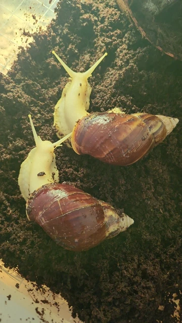 GIANT AFRICAN LAND snails £10.00 - PicClick UK