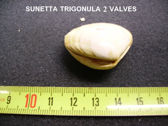 051.01 B - Sunetta Trigonula - En Connection - Fossile Du Bassin ...