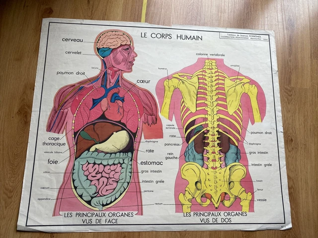ANCIENNE AFFICHE ÉCOLE tableau science digestif corps humain rossignol ...