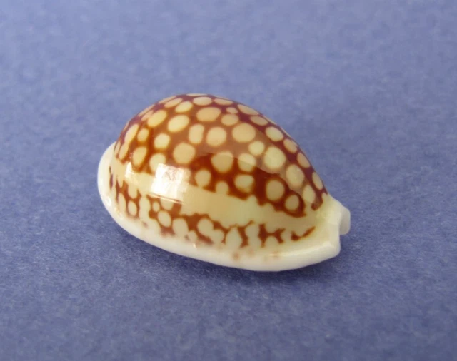 CYPRAEA CRIBRARIA COMMA Toliarensis 19,6 mm Gem Madagascar " Beau ...