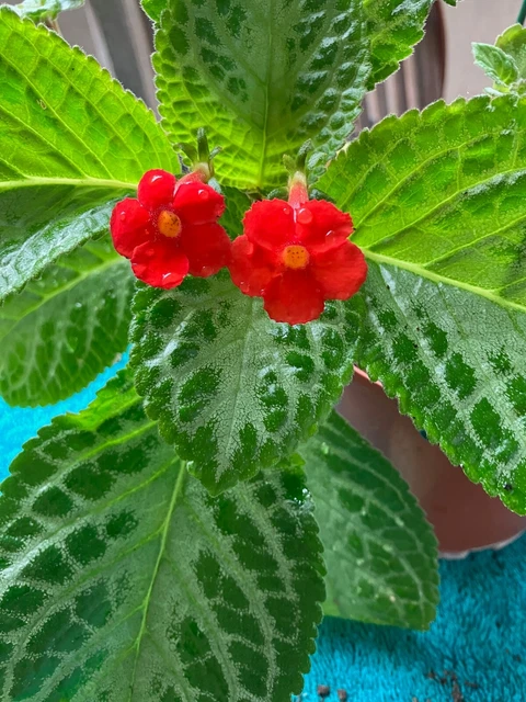 EPISCIA OR FLAME Violet - Indoor/Outdoor Trailing Plant. $15.00 ...