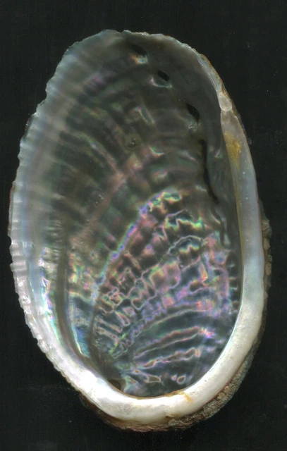 COQUILLE ORMEAU ABALONE Oreille de Mer Cendrier Brûle-encens en NACRE ...