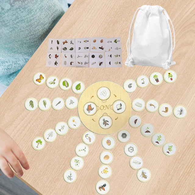 LIFE CYCLE TRAY Teaching Material Develop Imagination Early Educational ...