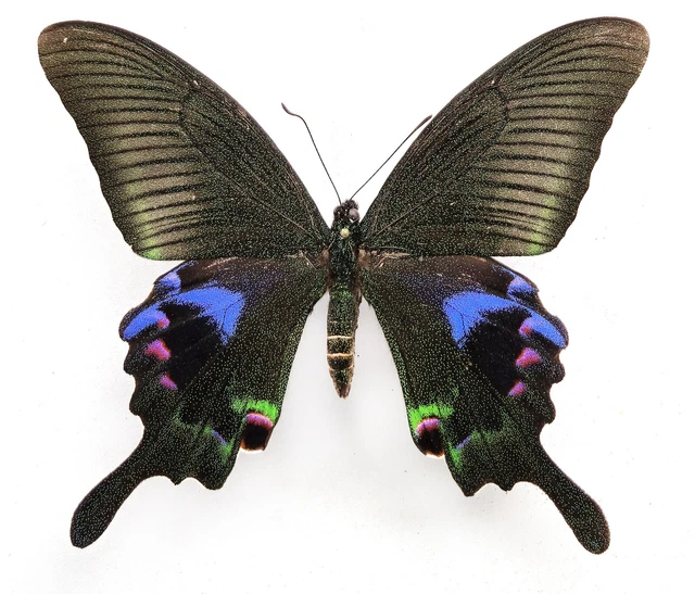 Collectables - PicClick UK