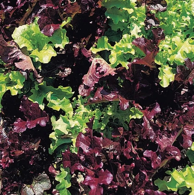 BABY LEAF MIXED Lettuce with Italian Mix Salad Seeds 1000 seeds FREE ...