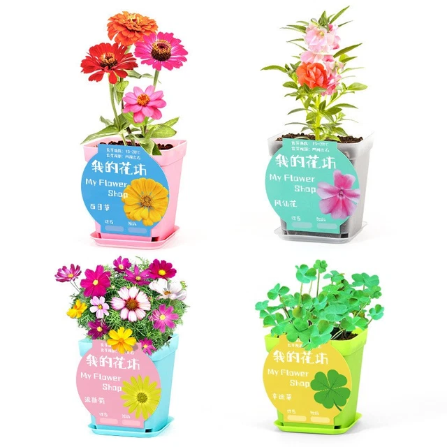 SCIENCE EXPERIMENT DIY Desktop Potted Plant Kit With Germination Seeds ...