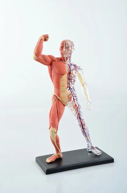 HUMAN MUSCLE AND Skeleton Anatomy Model Medical Simulation Human ...
