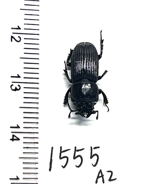 LUCANIDAE COLEOPTERA BEETLES dynastes Lucanus Nigidius Yunnan a2 rare ...
