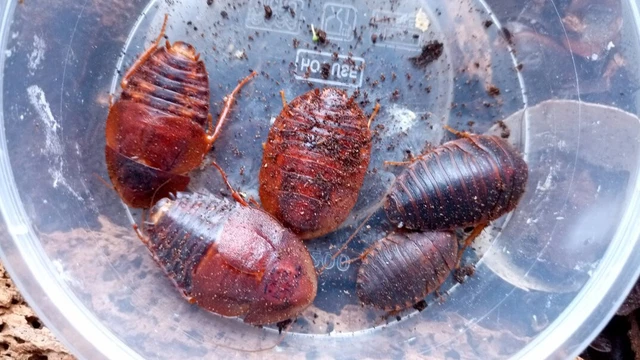 10 HORSESHOE CRAB Roach (Hemiblabera tenebricosa) rare cockroach ...