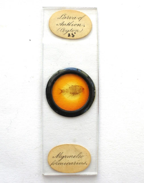 ANTIQUE MICROSCOPE SLIDE. Larvae of Antlion from Ceylon £12.99 ...