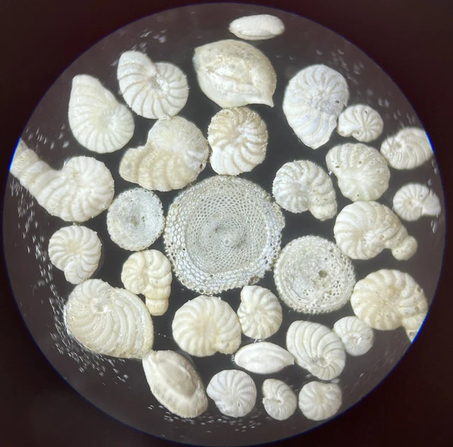 ANTIQUE MICROSCOPE SLIDE. Selected Foraminifera Shells. By Topping. £5. ...