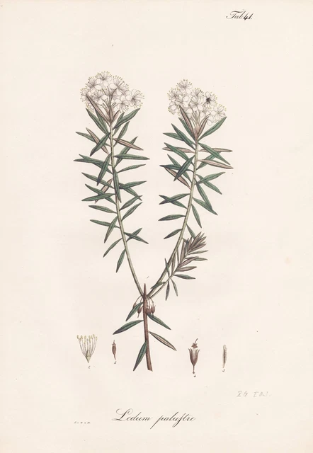 SUMPFPORST MARSH LABRADOR tea wild rosemary Botanik botany Lithographie ...