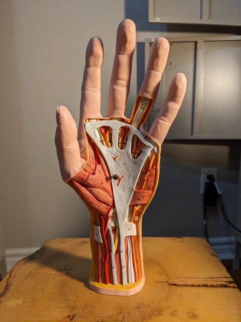 3B SCIENTIFIC M18 Life-Size Hand Model Muscles Tendons Ligaments Nerves ...