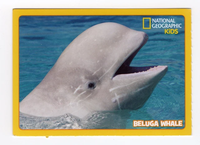NATIONAL GEOGRAPHIC ANIMAL & Birds Card. Beluga whale $4.99 - PicClick AU
