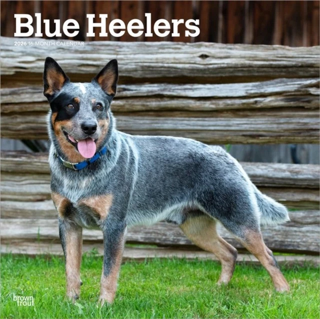 BLUE HEELERS 2026 Square Flap Calendar (Calendar) £13.06 - PicClick UK