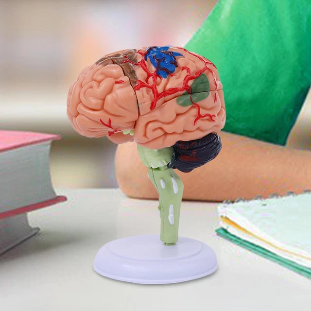 HUMAN BRAIN MODEL Anatomy Science Classroom Anatomical 4D Disassembled ...