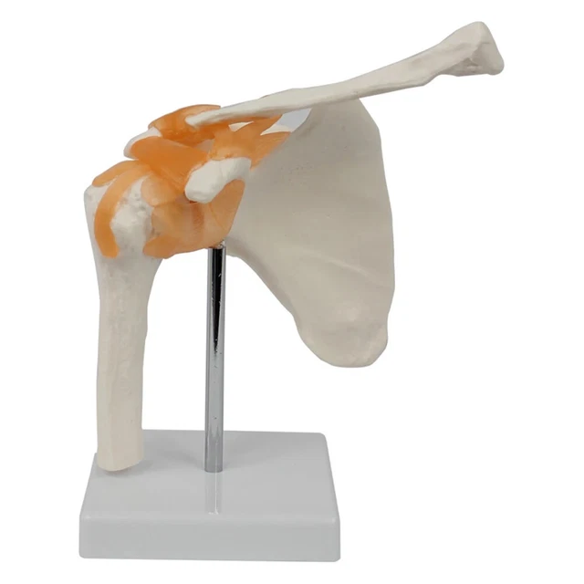 SHOULDER JOINT MODEL Human Shoulder Bone Ligament Scapula Clavicle ...