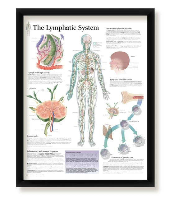 THE LYMPHATIC SYSTEM Medical Poster Diagram Doctors Office School ...