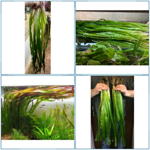 EXCEPTIONNEL SUPER GRANDE VALLISNERIA GIGANTEA PIED MERE ADULTE 80cm ...