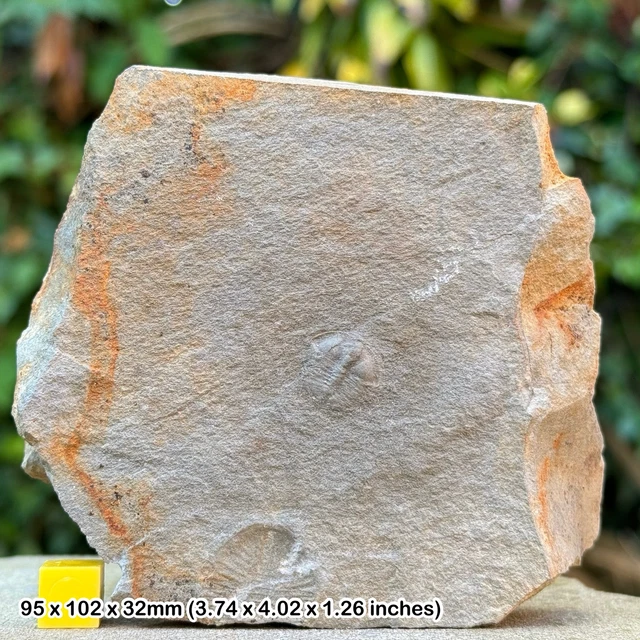 AUTHENTIC BRITISH TRILOBITE (Trinucleus abruptus) Fossils, Llanvirn ...