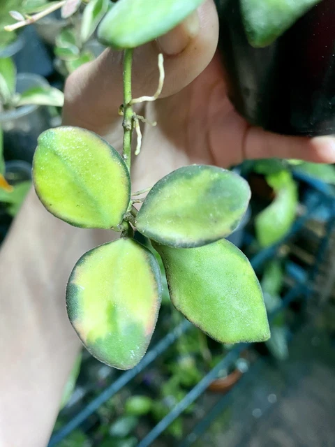 HOYA SP. AFF. Burtoniae Variegated (aka DS-70 Variegated) Cutting EUR ...