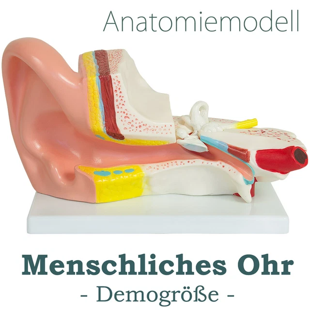 MODELO DE ANATOMÍA Oreja de hombre Cuerpo humano Anatómico Humano ...