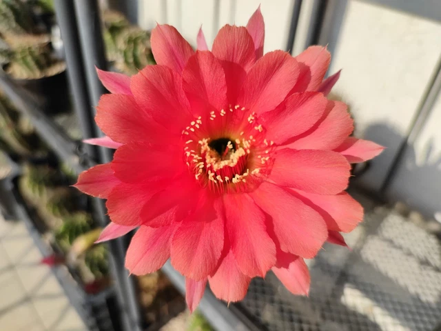 CACTUS ECHINOPSIS AL20-E01-V10 Hybrid pianta Fiore Grande Con Boccioli ...