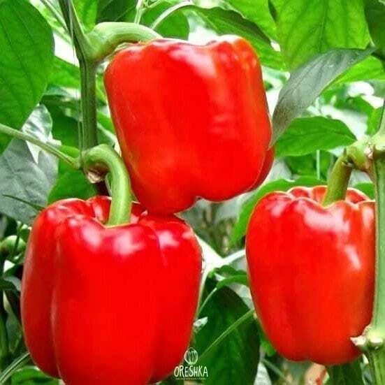 CALIFORNIA MIRACLE RED Pepper 10 pièces graines fraîches EUR 4,13 ...