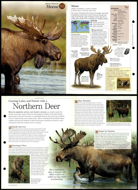 MOOSE #93 MAMMALS - Discovering Wildlife Fact File Fold-Out Card £1.99 ...