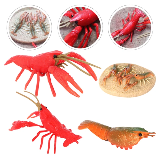 REALISTIC CRAWDAD LIFE Cycle Model for ' Education and Home Decor £7.39 ...