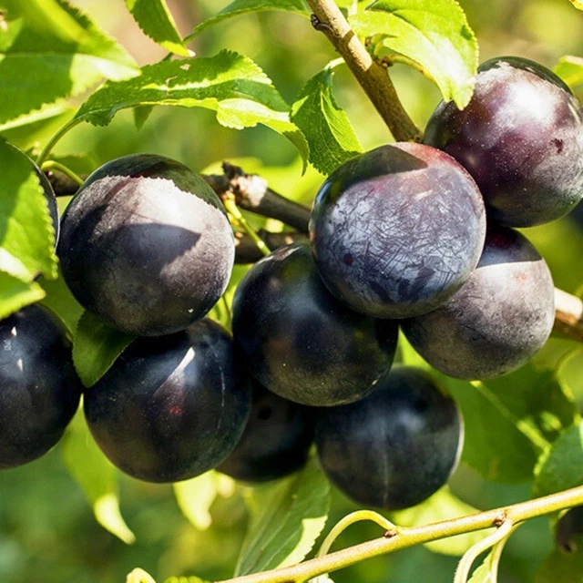 Pflaume Black Amber