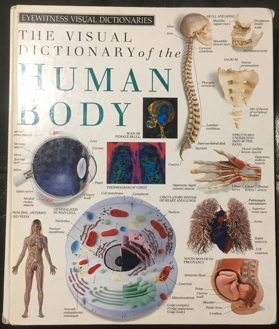 Eyewitness Visual Dictionaries The Visual Dictionary Of The Human Body ...