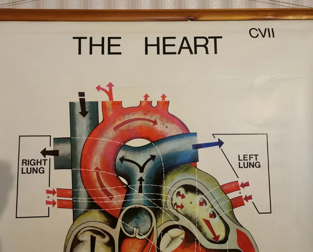 VINTAGE ADAM ROUILLY Educational Medical Poster Chart The Heart CV11 ...