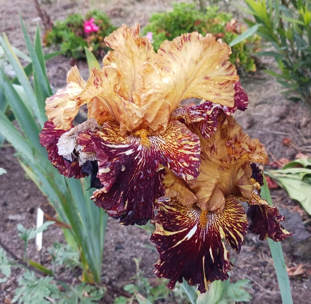 TALL BEARDED IRIS Spiced Tiger x 1 Plant - Rare - Perennial Cottage ...