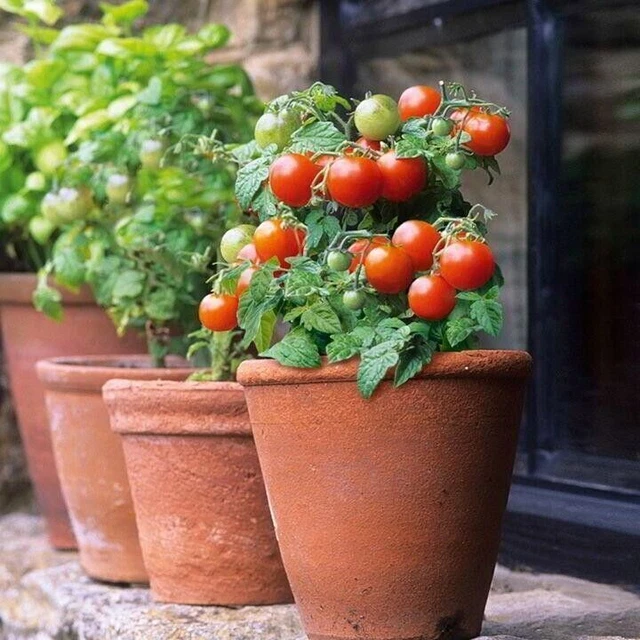 TOMATO - DWARF Variety - Red Robin - 25 Finest Seeds - Organic /Bio £2. ...