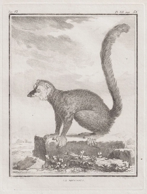 MONGOOSE LEMUR MONGOZMAKI Affen monkey Kupferstich engraving Buffon ...