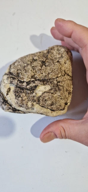 AMBERGRIS. REAL AMBERGRIS 205gr. Tested. Found in Scotland £4,388.88 ...