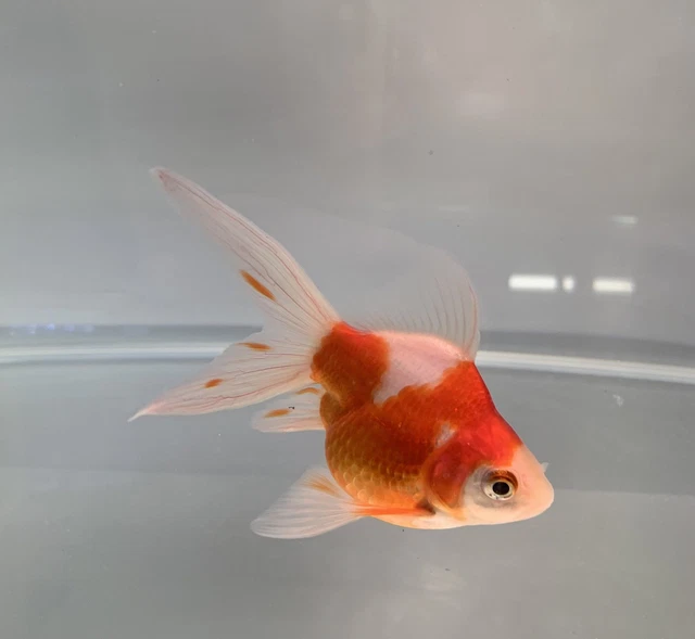 FANCY GOLDFISH 13CM Japanese Tamasaba 007 APC overnight delivery ...