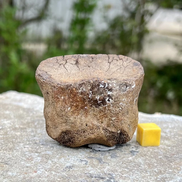 MAMMAL FOOT ICE Age Bone Fossil, UK, Pleistocene £13.44 - PicClick UK